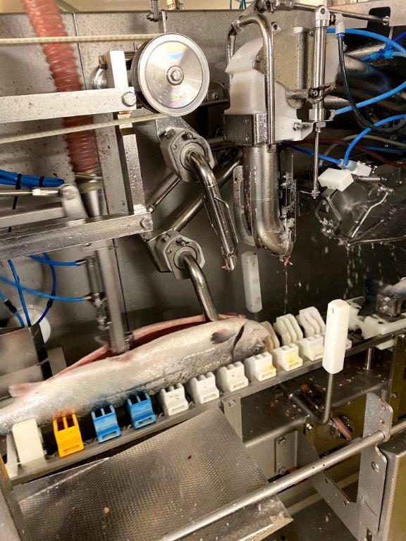 Baader 142 – Gutting machine for Salmon – Trade Market